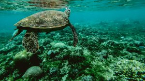 beautiful inhabitants of the underwater world. fascinating video