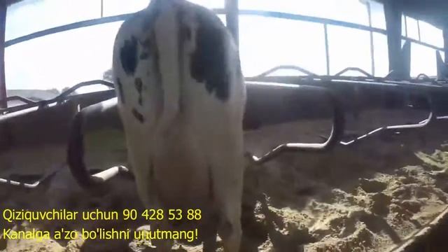 Yevropada sutchilik fermasi..mp4