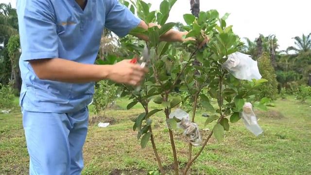 Cara Memangkas Tanaman Buah Yang Baik dan Benar (Mangga, Jambu ...