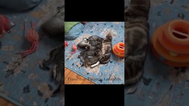 Беленький пушистик.mp4