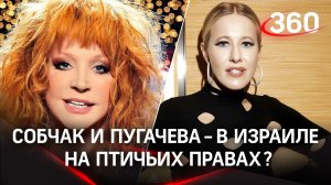 Собчак и Пугачева - в Израиле на птичьих правах?