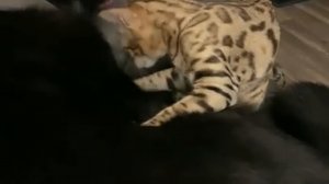 Кот делает массаж псу