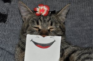 Смешные котики #89.mp4
