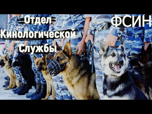 Кинолог ФСИН - Работа в тюрьме, дрессировка собак, день кинолога, про зарплату!