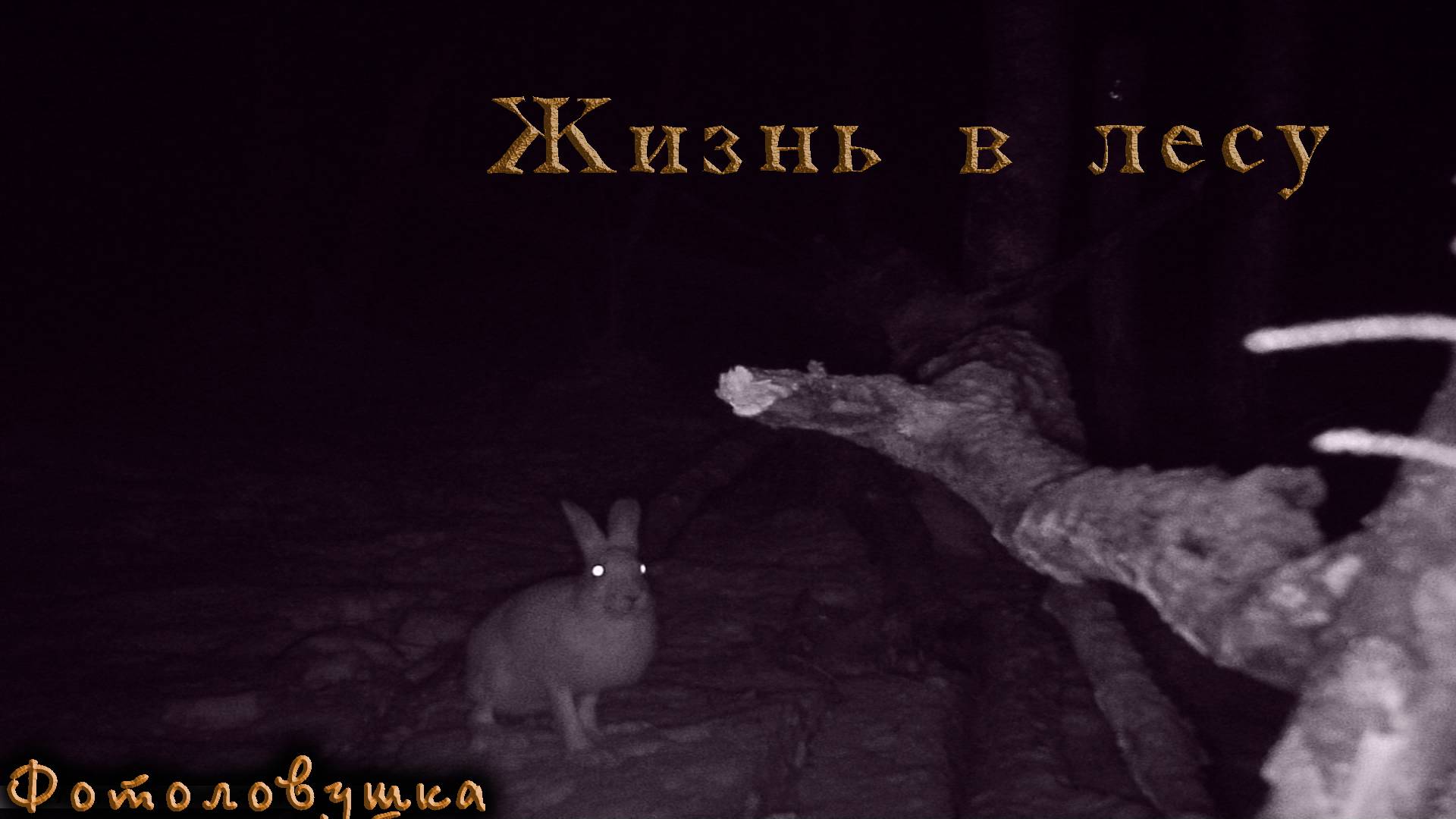 Кадры с фотоловушки январь-март 2022