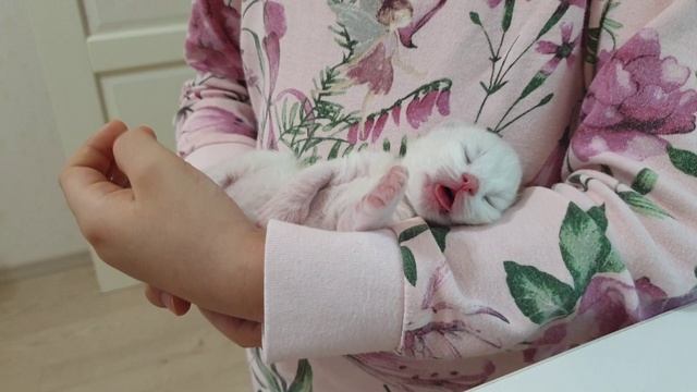 Сны милого котенка♥♥♥