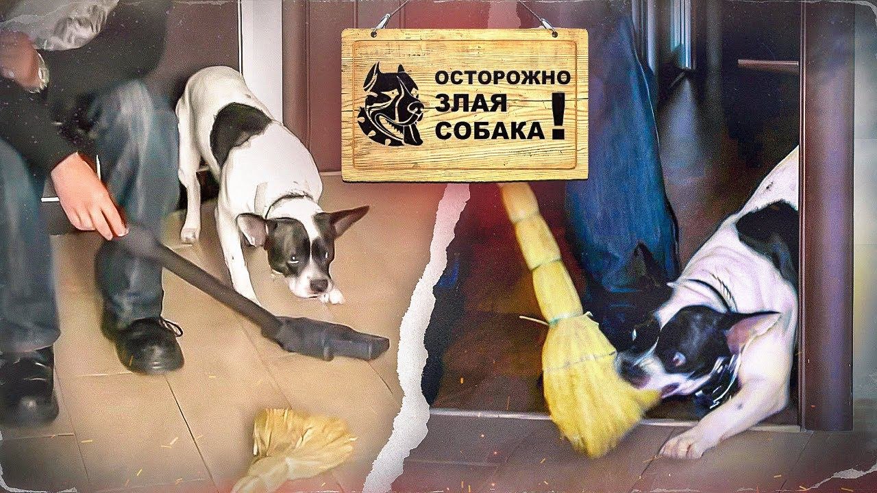Агрессия на  пылесос и веник(французский бульдог)