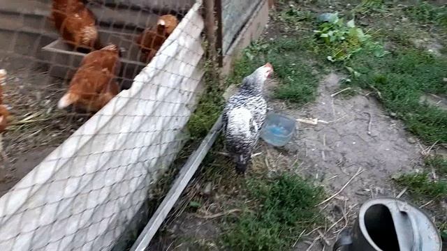 Петушка не подпускают к еде..avi
