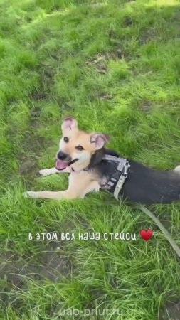 #приютЮАО_Стейси #ищетдом #возьмисобакуизприюта #ищетдом