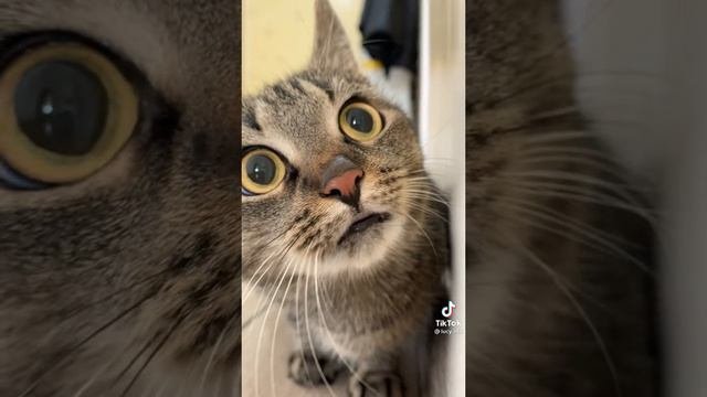 Видео №163 (TikTok)