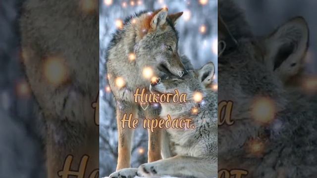 Родной мой