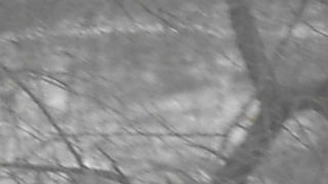 Голуби весной 656564645 DSCN5163