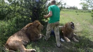 Лев ГЕК хочет в машинку !