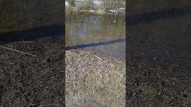 Уточки прилетели