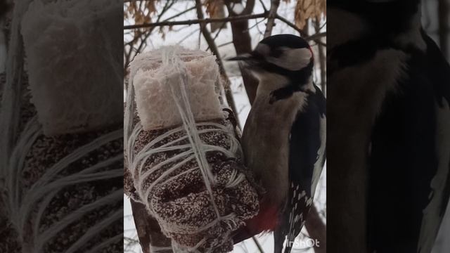 Кормим дятлов