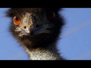 Attenborough's Big Birds