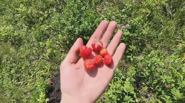 ОТец ищет чабрец меловой и землянику 17 июня