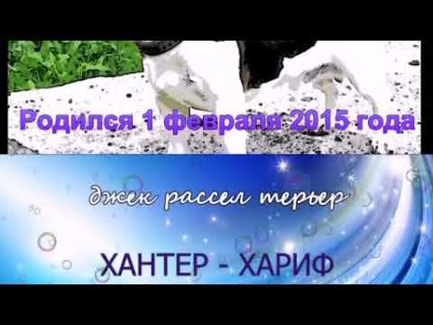 Моя любимая собака