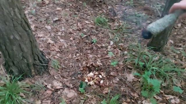 К ЛЕСНЫМ ДУХАМ ДЛЯ БЛАГО.  РИТУАЛ ДЛЯ ВСЕХ.