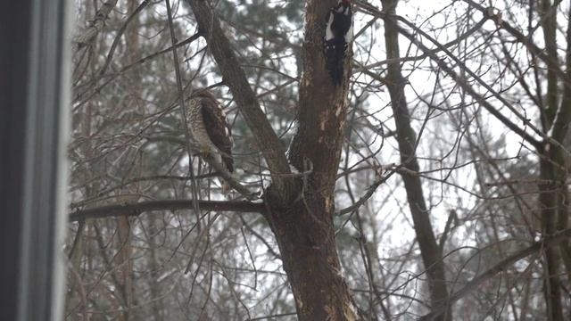 Дятел судом избежал беды