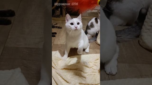 Белоснежный Клаус "Мурзилкин" молод, игрив, смешной и весёлый!  Очень нужен дом!