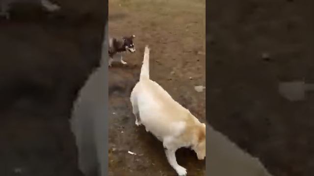 Лабрадор (13).mp4