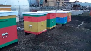 Облагораживаю пасеку,  людям красиво и пчелам приятно!