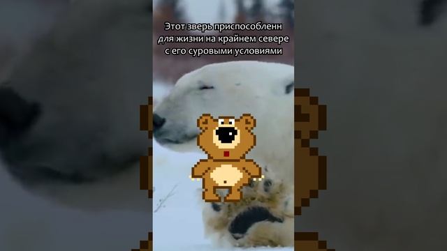 Мишка и белый брат