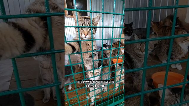 Пушистые котики и кошечки хотят домой 🐱
