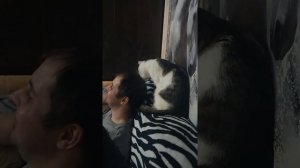 Кот проедает плешь