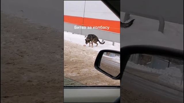 битва