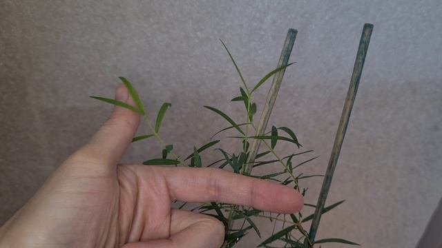 Мелалеука льнаная 4