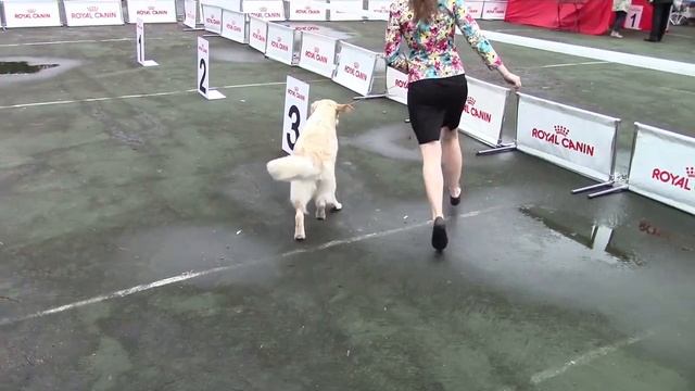 Выставка собак (фрагменты). _ Dog show.mp4