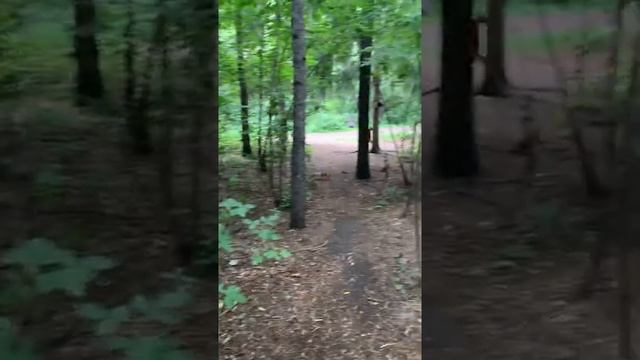 Белки нашего парка Squirrels in our park #Shorts