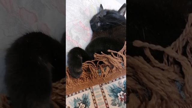 Котоляля