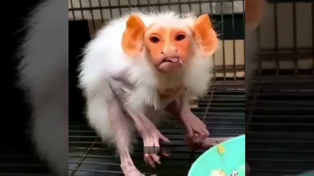 Странное существо.