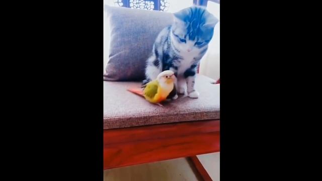 Приколы с котиками. Котики #102
