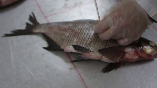 Обучение технологии производства рыбы