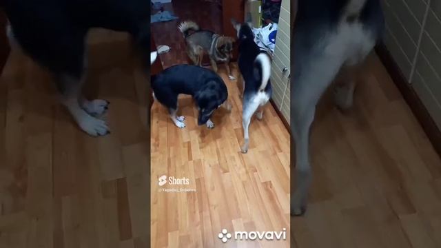 ❗Мои любимые Черныш, Маша и Профи❗ #shorts #short #shortsvideo #dog #dogs #собака #животные #собаки