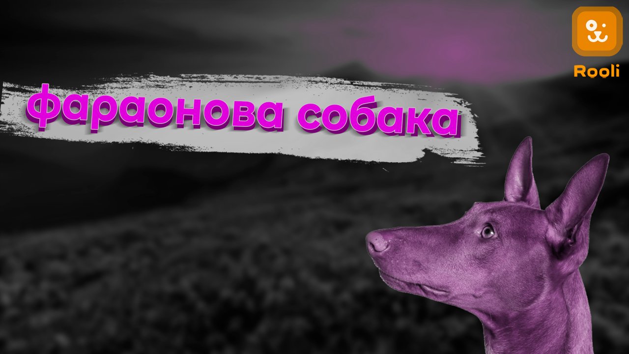 Фараонова собака: порода, особенности истории, которых привозили в подарок фараонам