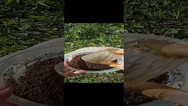 сажаем морковь ч1
