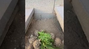 Пацаны вкусно хавают под музыку