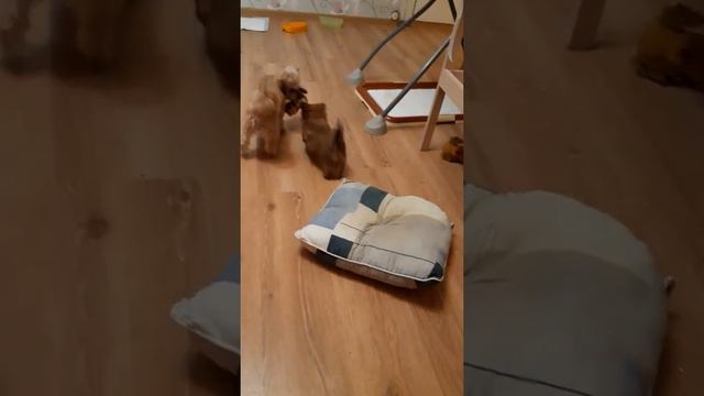 Щенок Русской цветной болонки