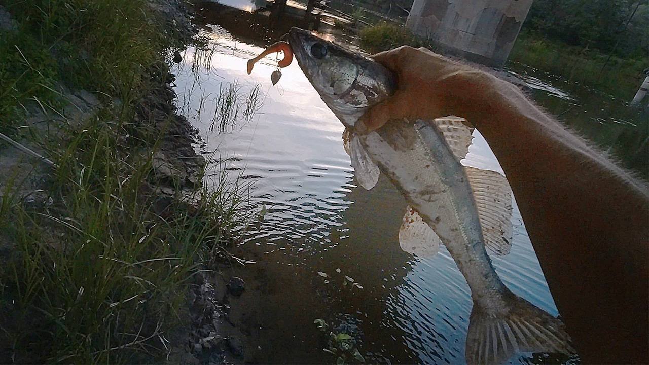РЕЧНОЙ СУДАК НА ДЖИГ в августе