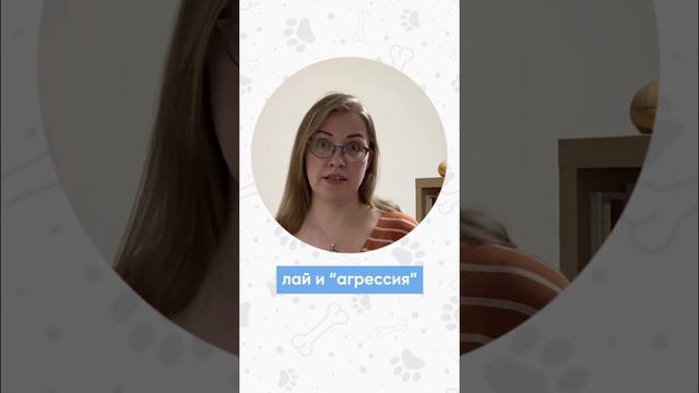 Идеальная маленькая собака для квартиры🧐 #клипы #дрессировкасобак #кинолог #собака #шпиц