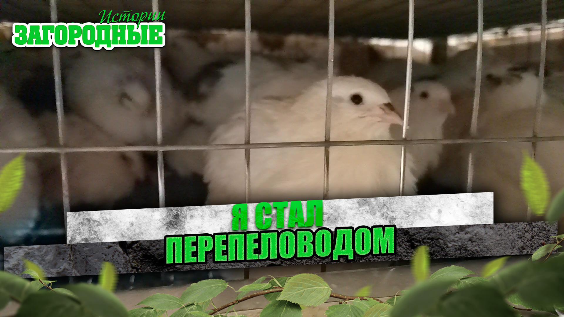 Я стал Перепеловодом