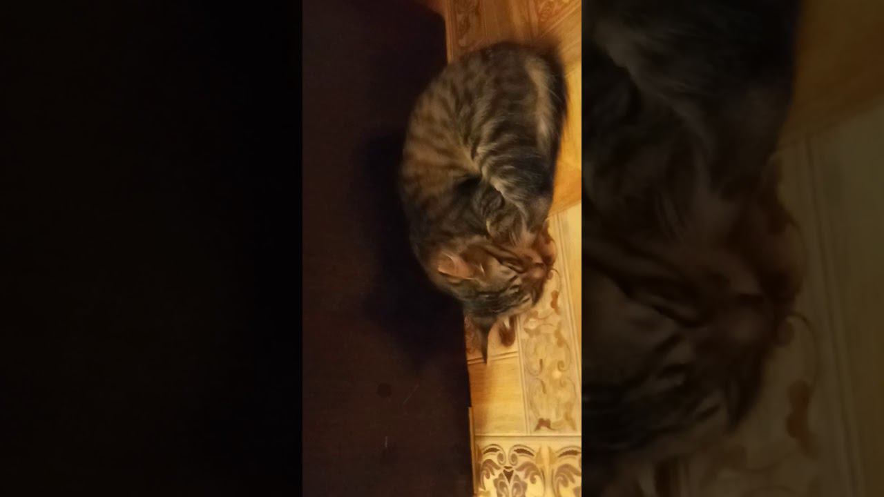 кот охранник.