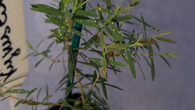 Кунцея миртовое дерево 2