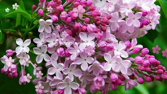 Фон для монтажа видео 28.mp4