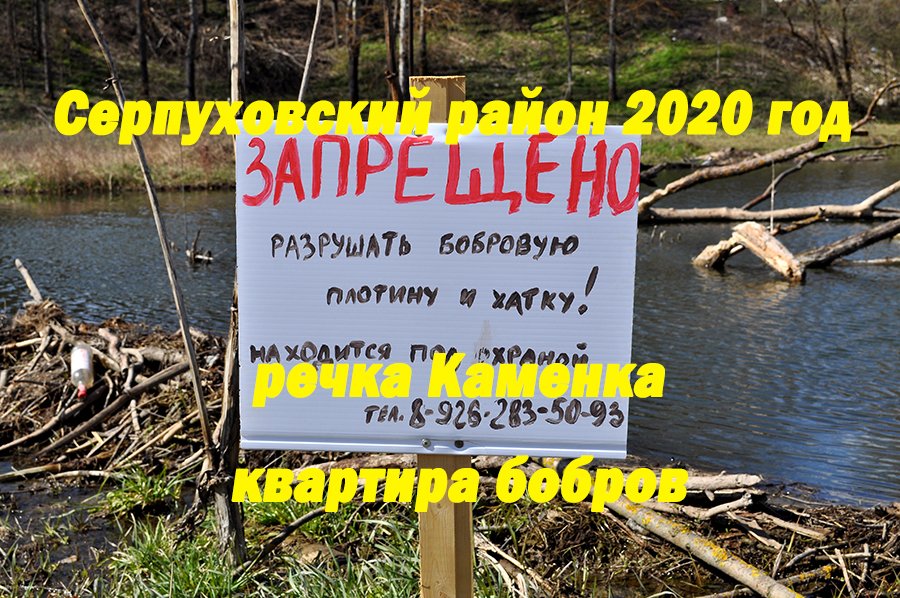 Серпуховский район 2020 год .  Речка Каменка . Квартира бобров .